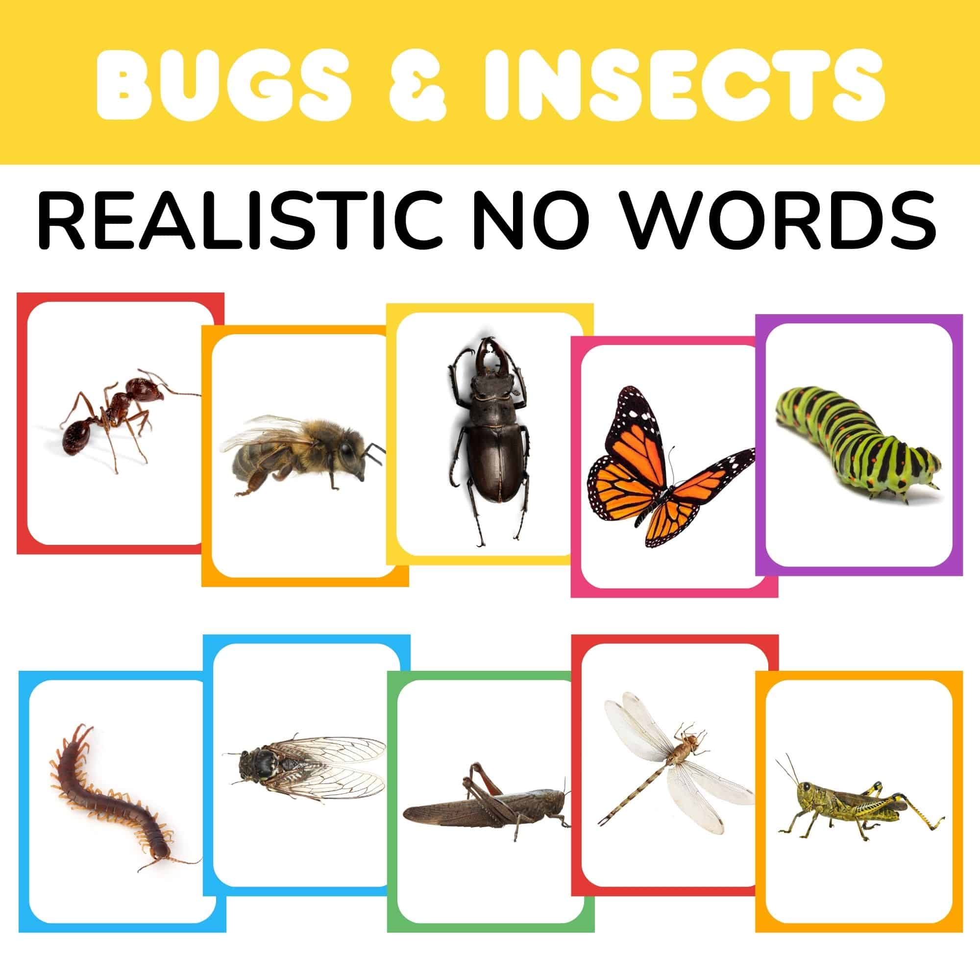 Free Forest Animal Flashcards Without Words PDF