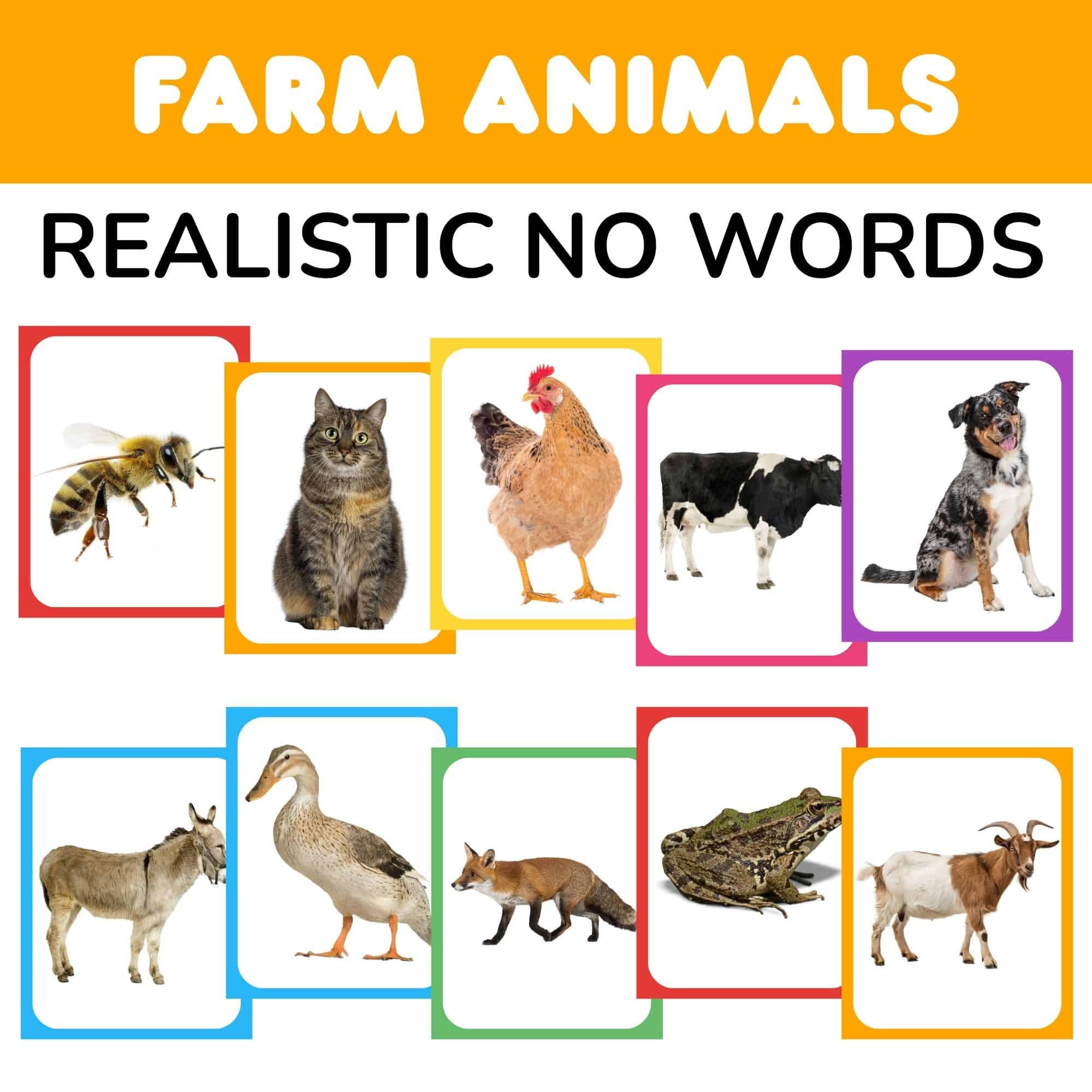Free Realistic Forest Animal Flashcards with Words PDF