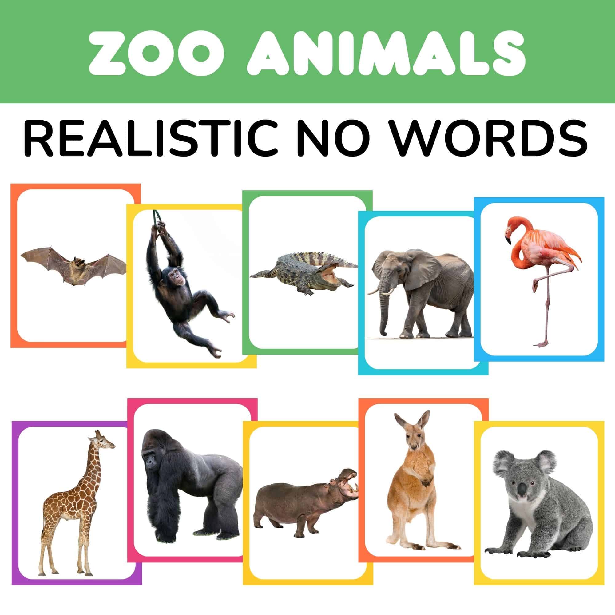 FREE Realistic Zoo Animal Flashcards Without Words PDF