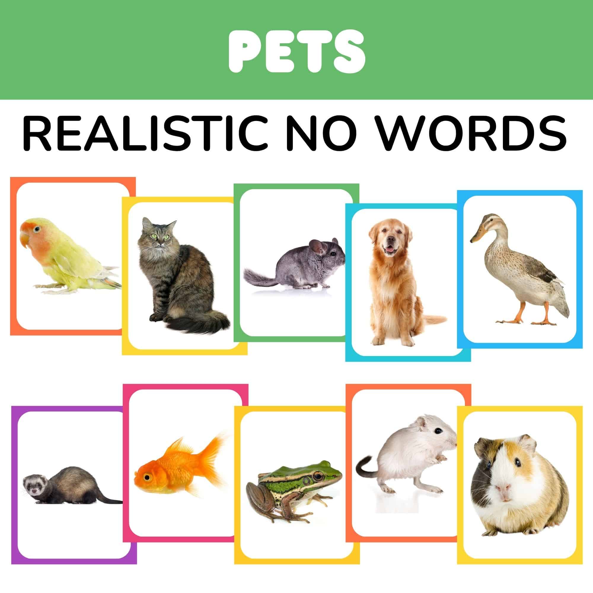 Free Realistic Zoo Animal Flashcards with Words PDF