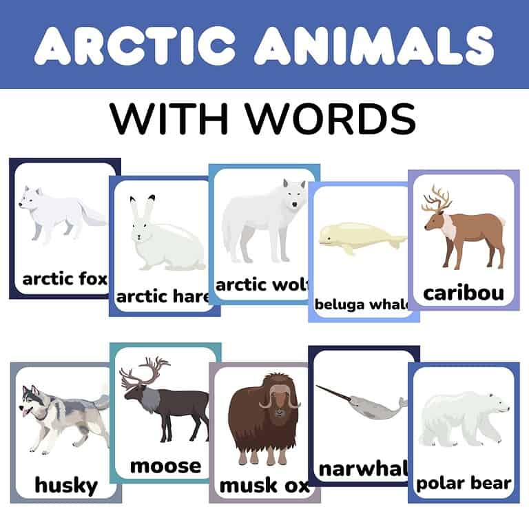 Free Zoo Animal Flashcards with Words
