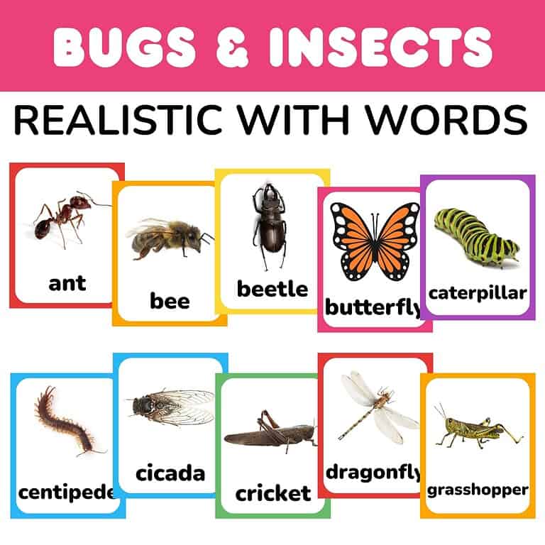 Free Printable Insect and Bugs Flashcards with Words PDF
