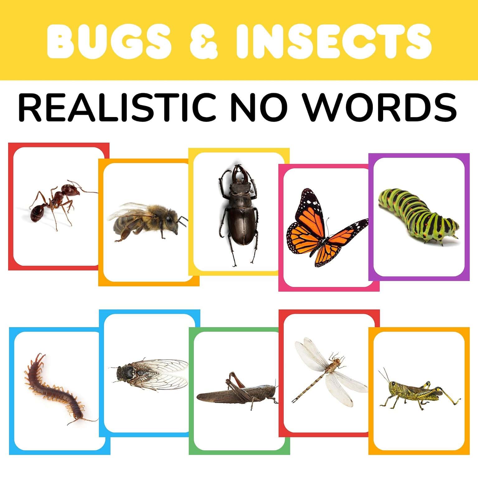 Free Printable Insect and Bugs Flashcards with Words PDF