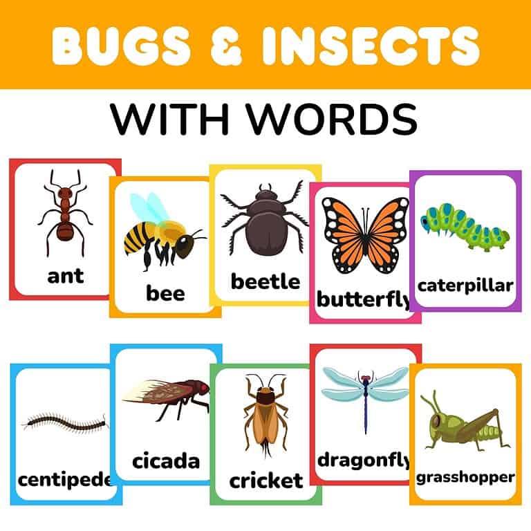 Free Printable Insect and Bugs Flashcards with Words PDF