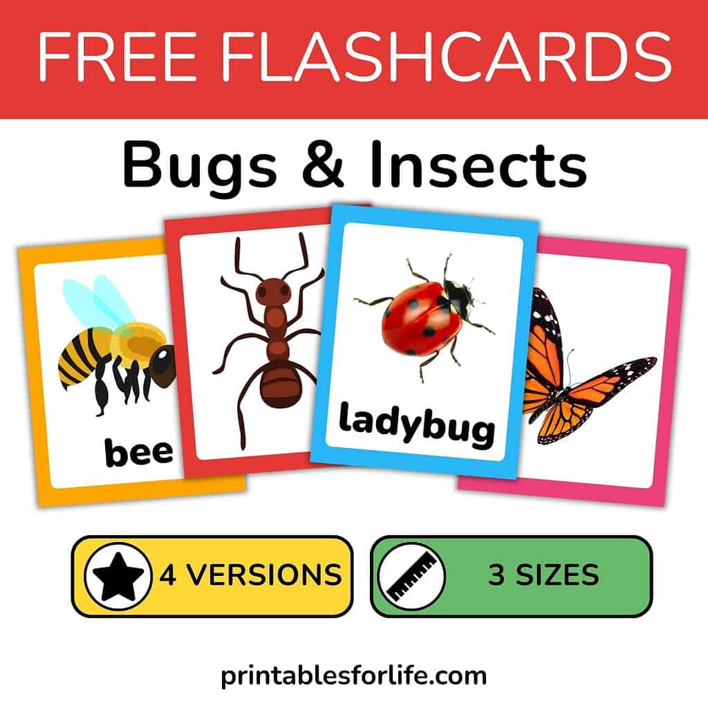 Free Printable Insect and Bug Flashcards